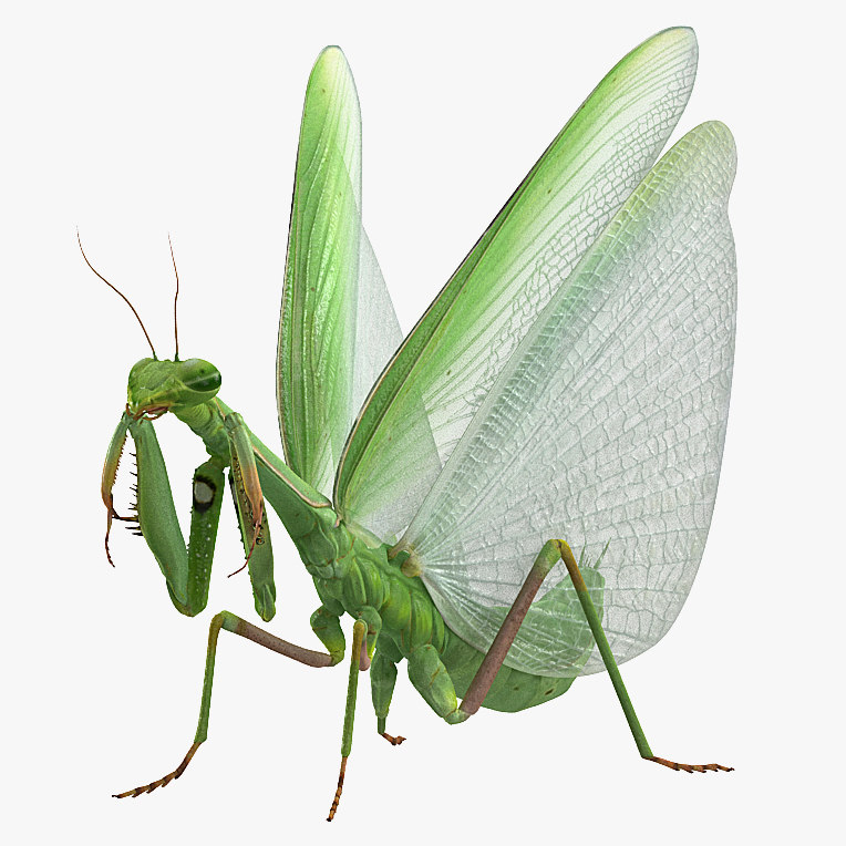 European mantis rigged model - TurboSquid 1315929