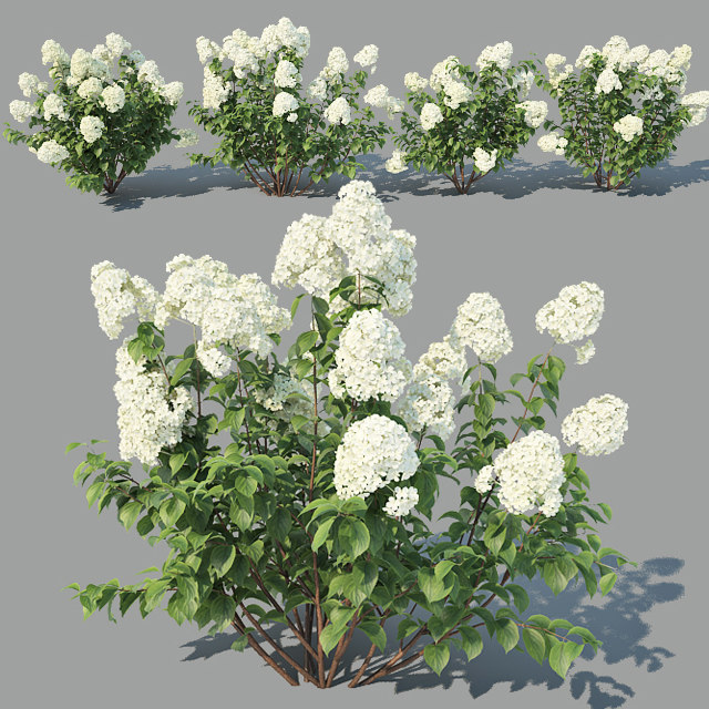 3D hydrangea paniculata - TurboSquid 1316416