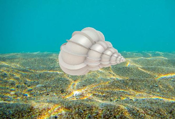 Wentletrap seashell 3D model - TurboSquid 1316549