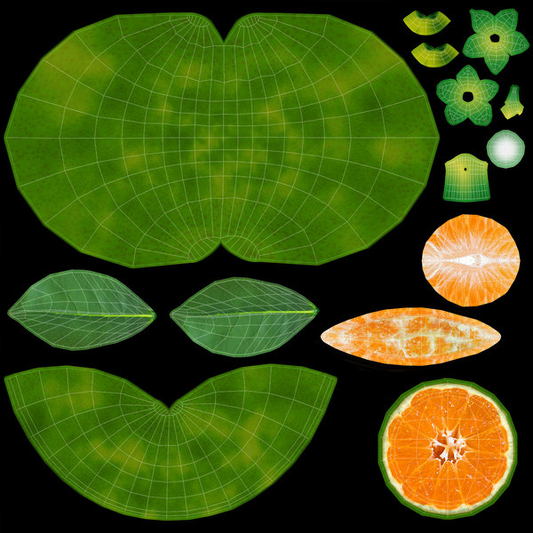 Citrus fruit set 2 3D model - TurboSquid 1316685