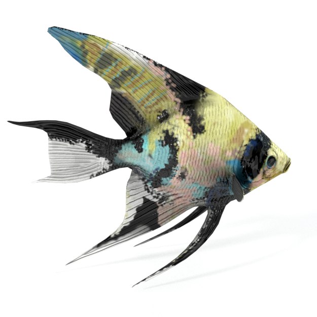 Scalar fish 3D model - TurboSquid 1316808
