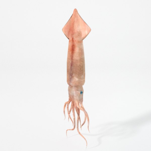 3D Squid Models | TurboSquid