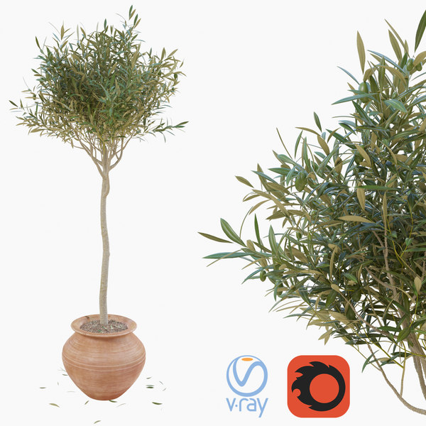 Olive Tree 3D Models for Download | TurboSquid