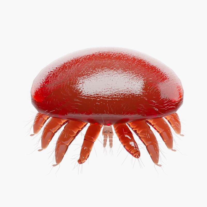 3D varroa destructor - TurboSquid 1317391