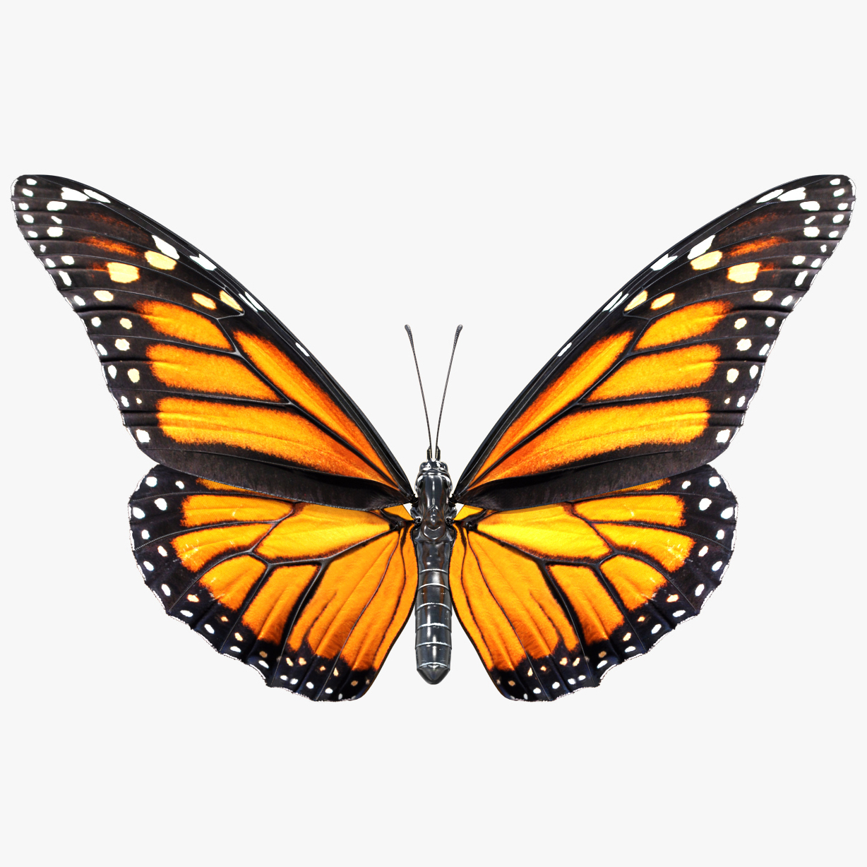 Monarch butterfly rigged 3D model - TurboSquid 1317524