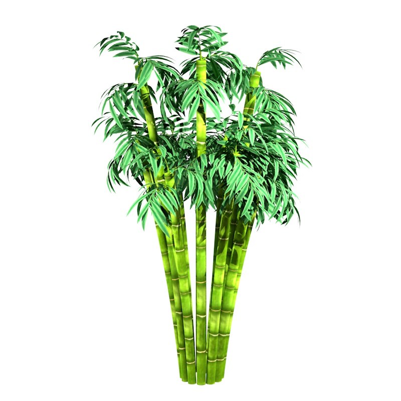 Bamboo tree 3D model - TurboSquid 1317534