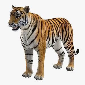 Tiger 3D Models for Download | TurboSquid