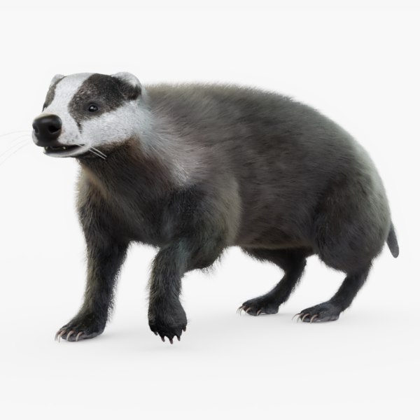 Badger 3D Models for Download | TurboSquid