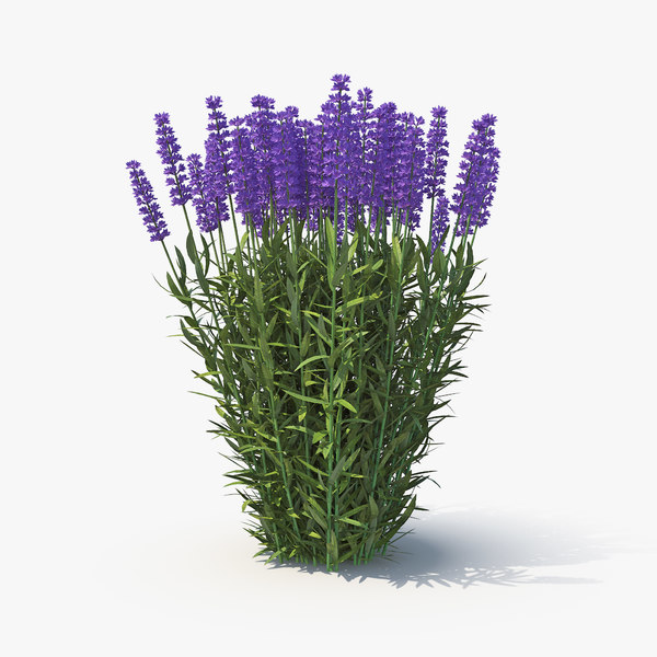 3D Lavender Models | TurboSquid