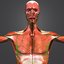 Body muscles 3D - TurboSquid 1319726