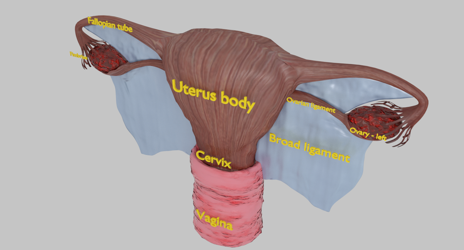 Uterus vagina ovary 3D model - TurboSquid 1320025