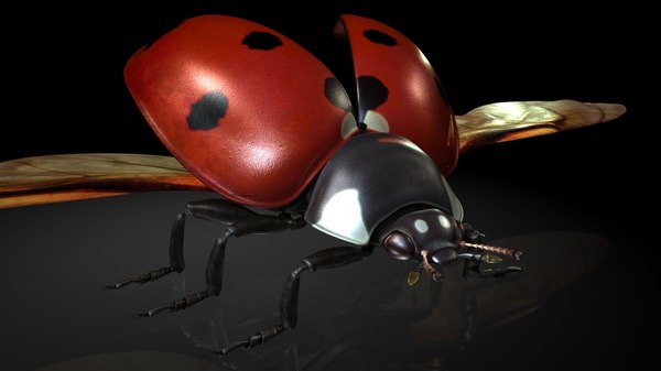 Ladybug 3D Models for Download | TurboSquid