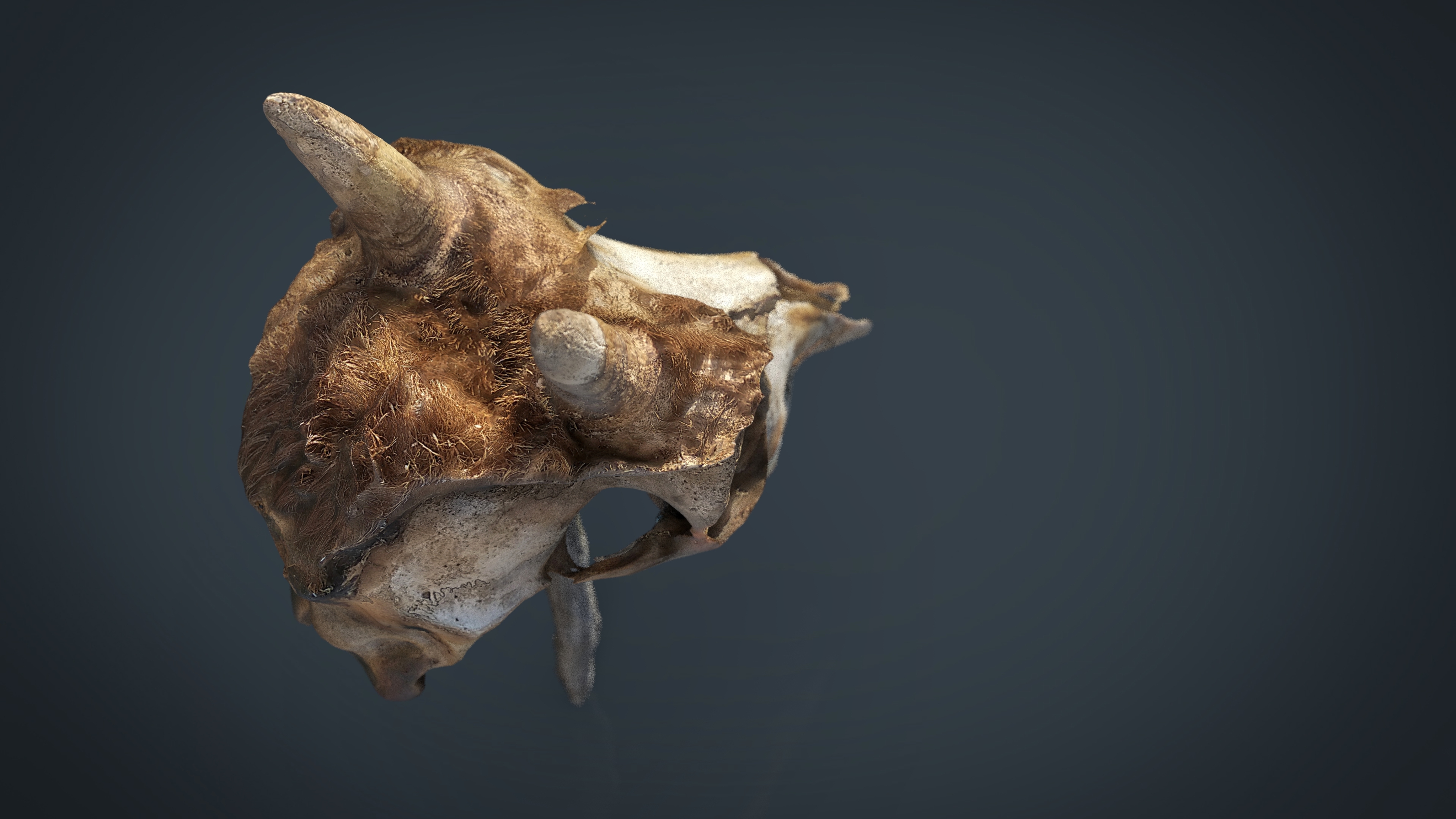 Mountain goat skull model - TurboSquid 1320358