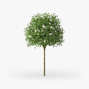 Hibiscus 3D Models for Download | TurboSquid