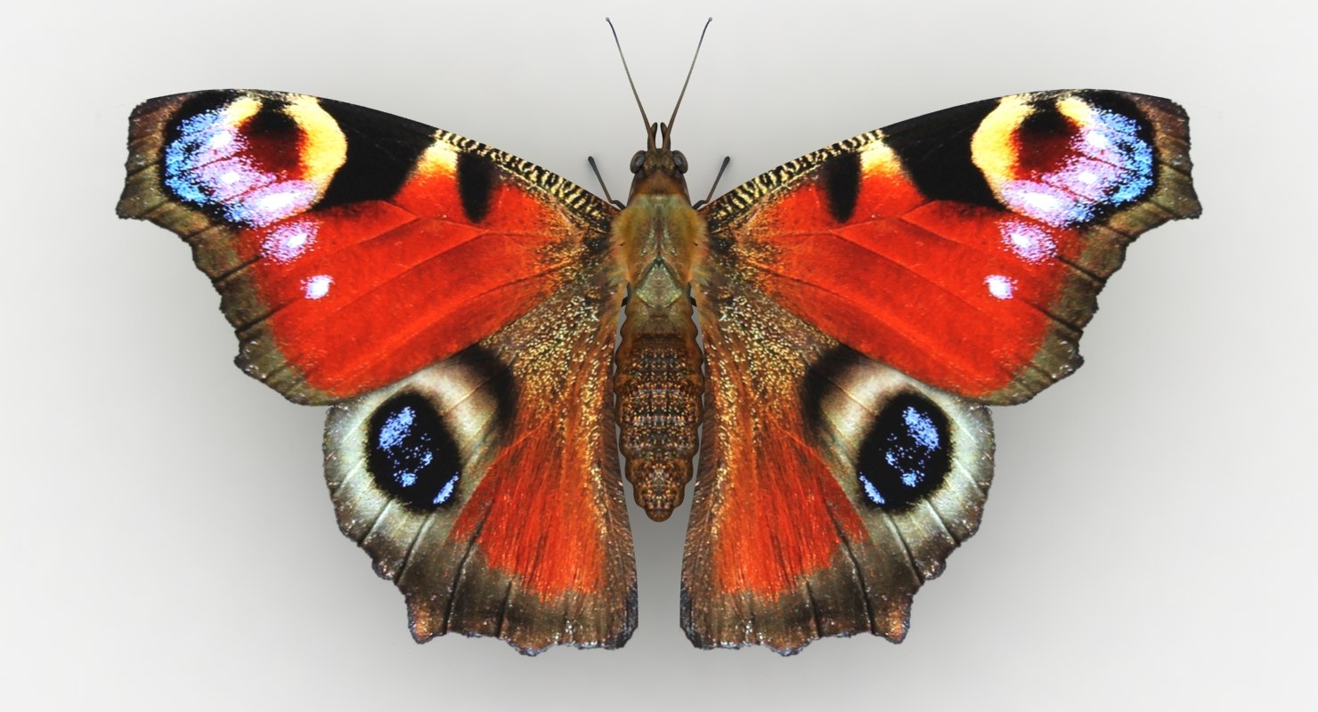 3D mega butterfly model - TurboSquid 1321535