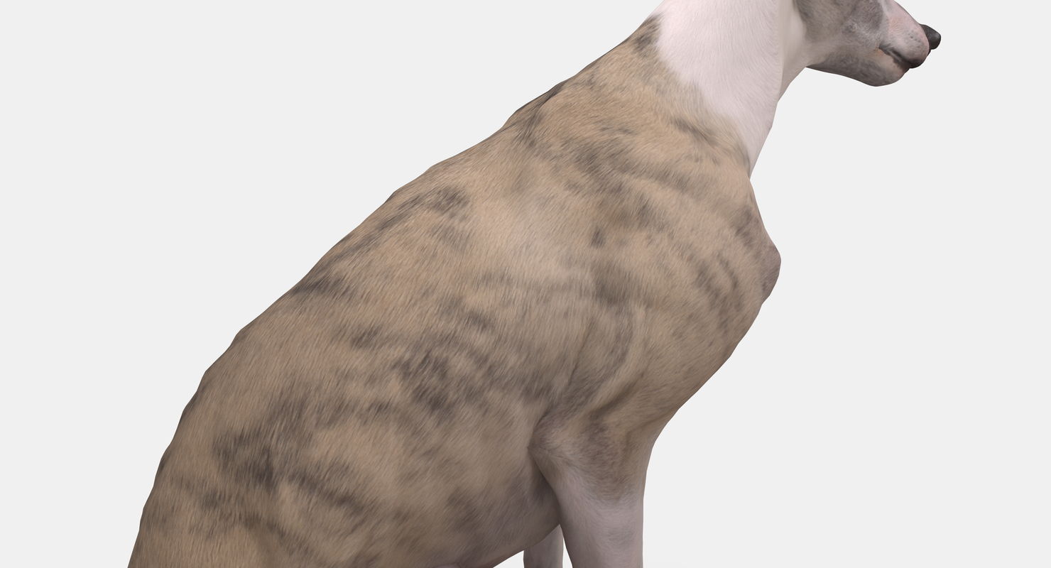 Dog whippet 3D model - TurboSquid 1322093