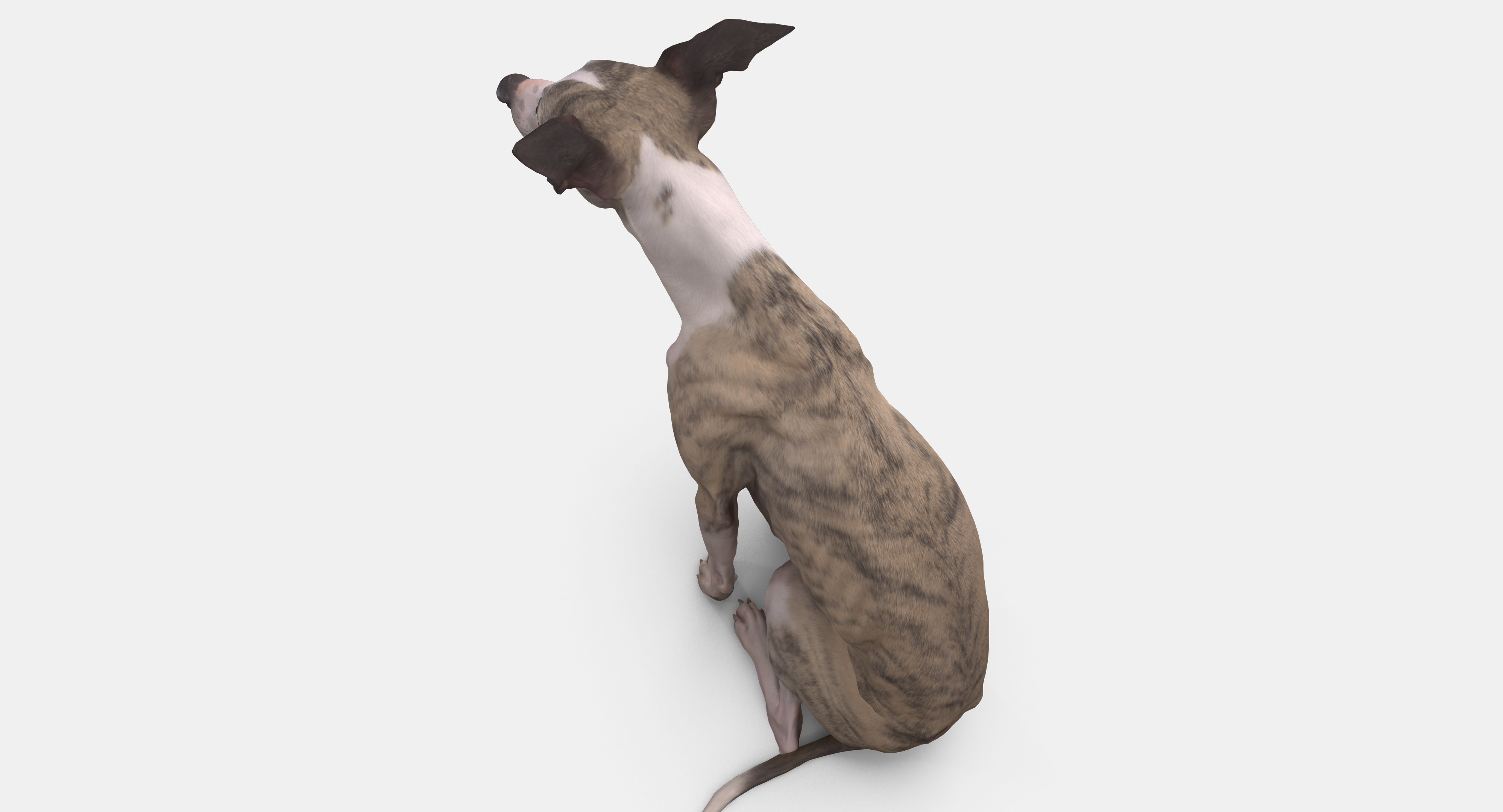 Dog whippet 3D model - TurboSquid 1322093