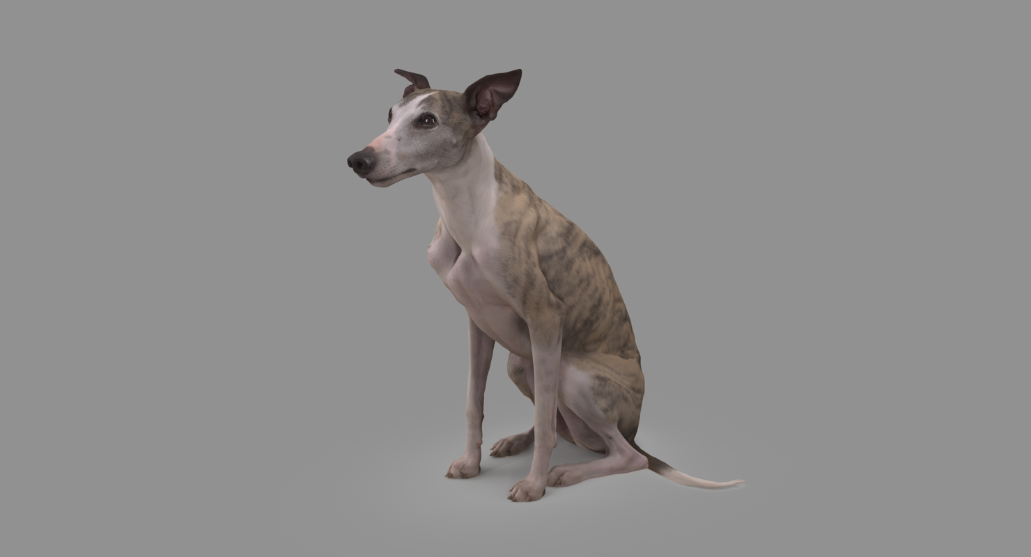 Dog whippet 3D model - TurboSquid 1322093