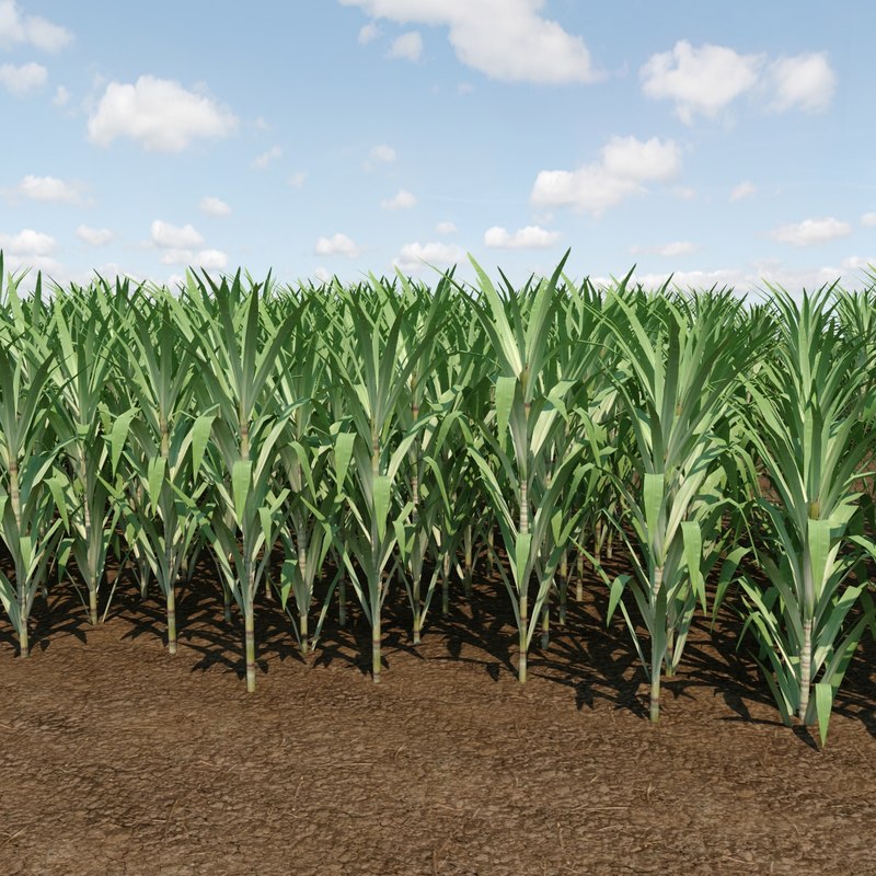 Farm sugarcane crops 3D model - TurboSquid 1323274