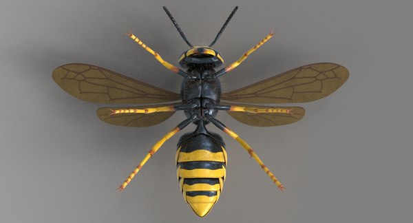 Realistic wasp 3D model - TurboSquid 1323287
