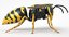 Realistic wasp 3D model - TurboSquid 1323287
