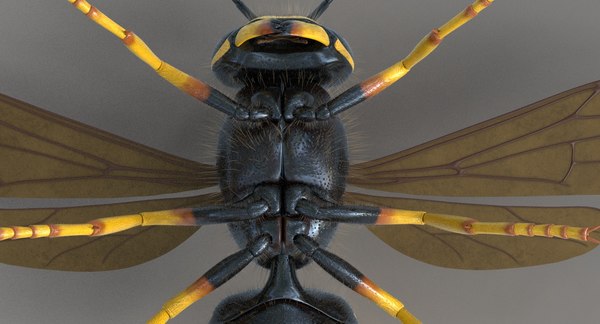 Realistic wasp 3D model - TurboSquid 1323287