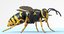 Realistic wasp 3D model - TurboSquid 1323287