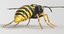 Realistic wasp 3D model - TurboSquid 1323287
