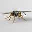 Realistic wasp 3D model - TurboSquid 1323287