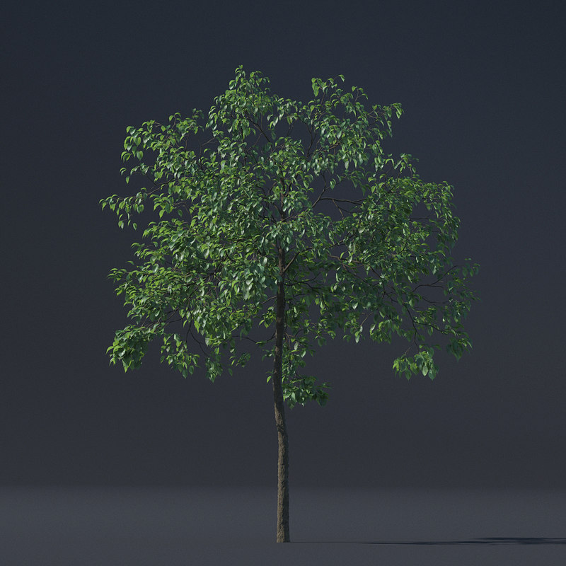 modèle 3D de Petit arbre 002 - TurboSquid 1323337