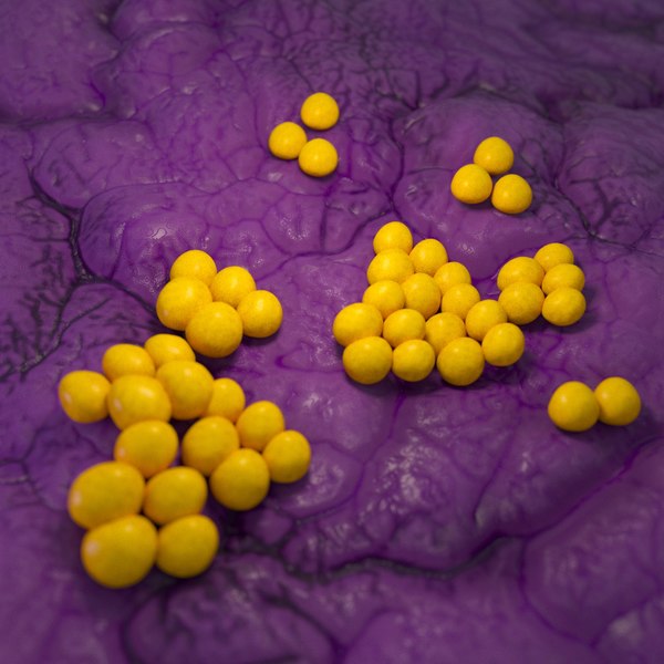 3D staphylococcus model - TurboSquid 1323384