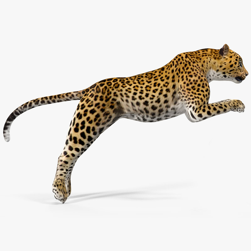 Leopard rigged animate 3D model - TurboSquid 1323682
