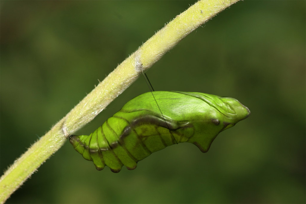 3D model chrysalis - TurboSquid 1323937