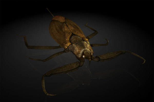 3D nepidae insects - TurboSquid 1324084