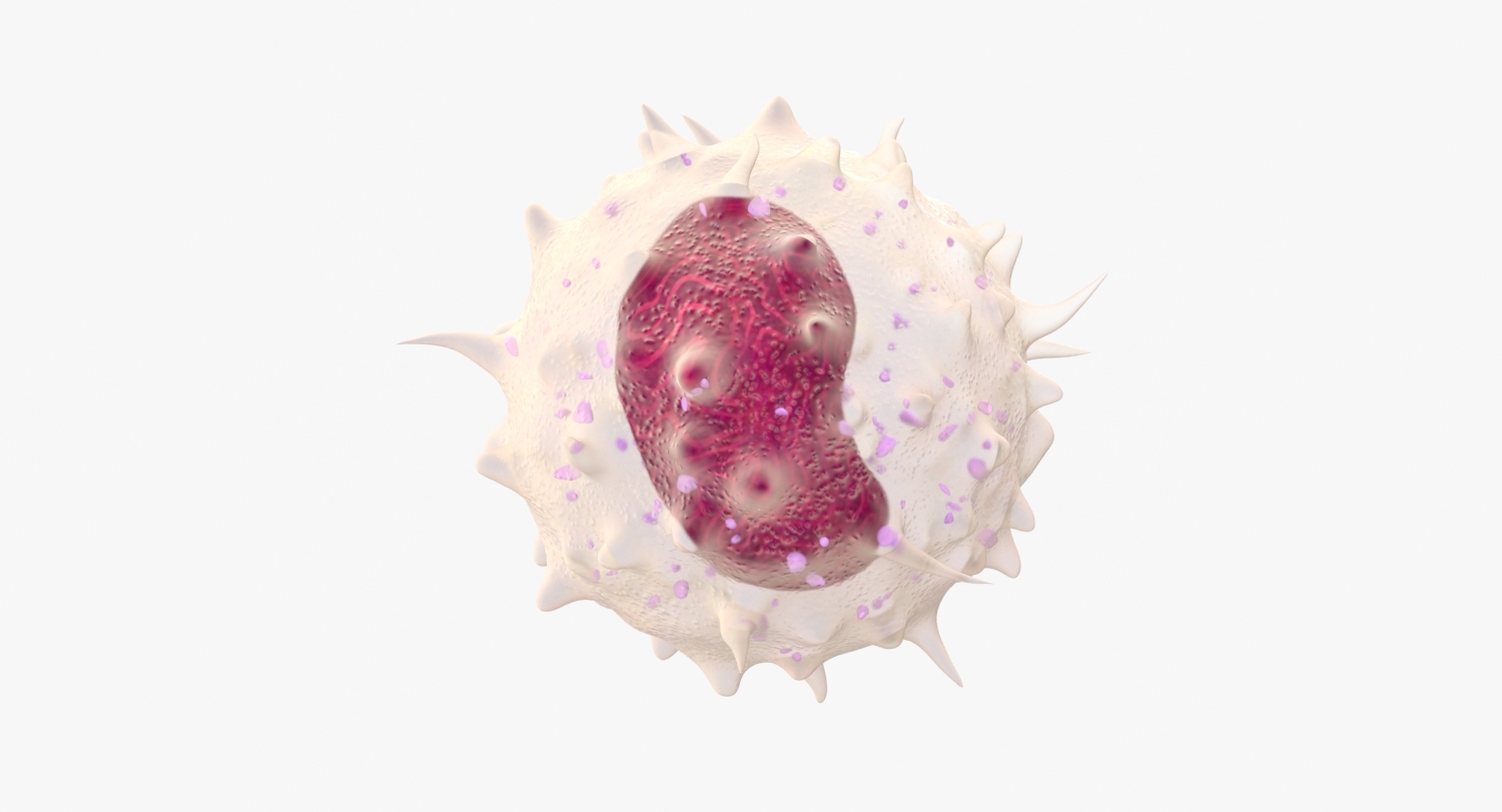 3D white blood cell monocyte - TurboSquid 1325725