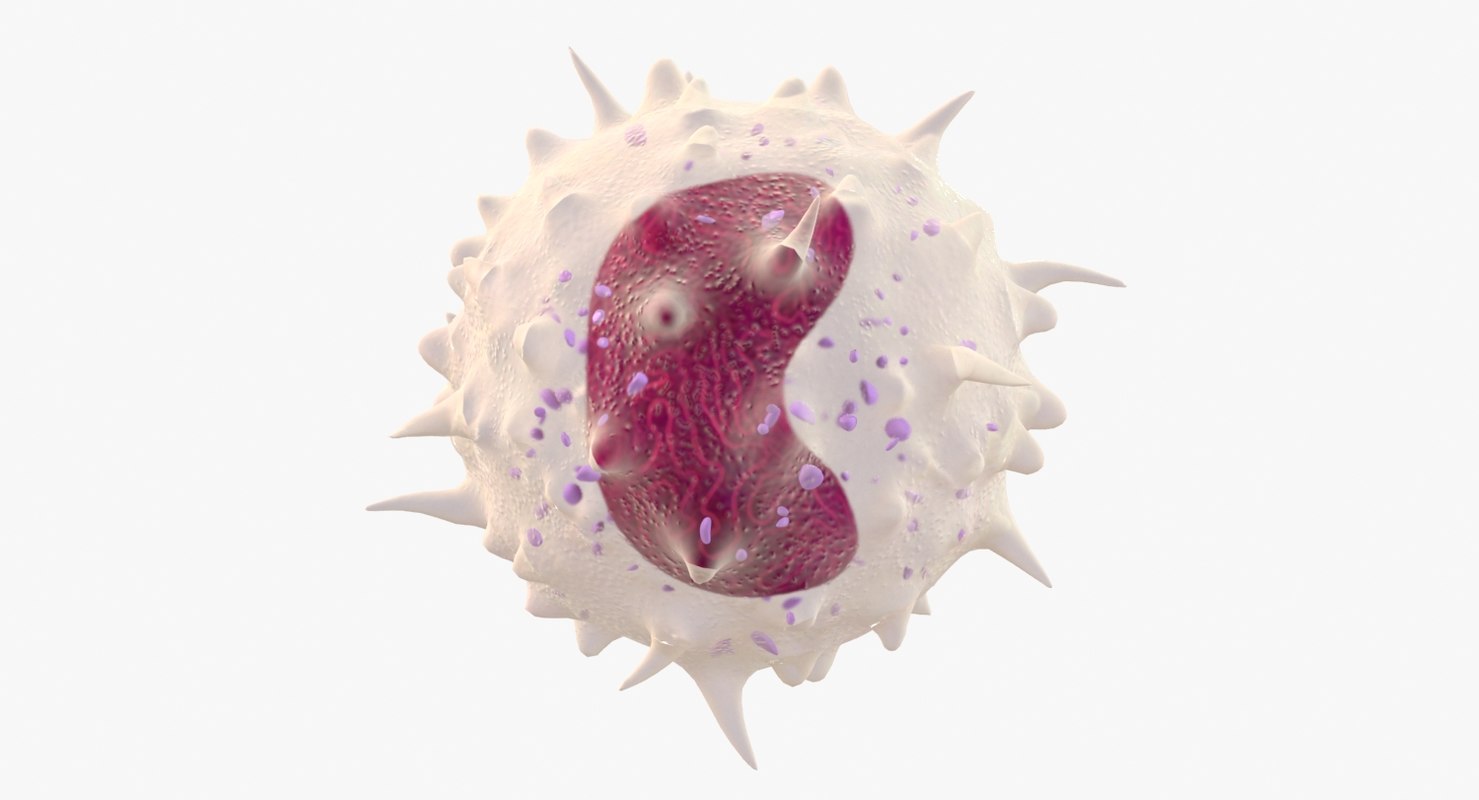 3D white blood cell monocyte - TurboSquid 1325725