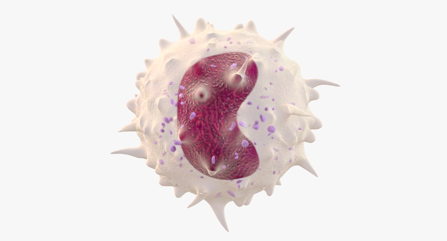 3D white blood cell monocyte - TurboSquid 1325725