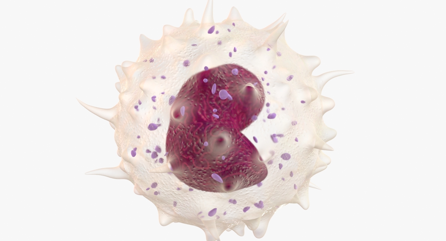 3D white blood cell monocyte - TurboSquid 1325725