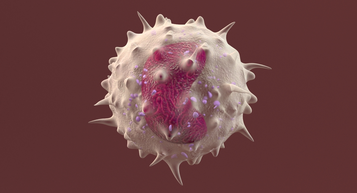 3D white blood cell monocyte - TurboSquid 1325725