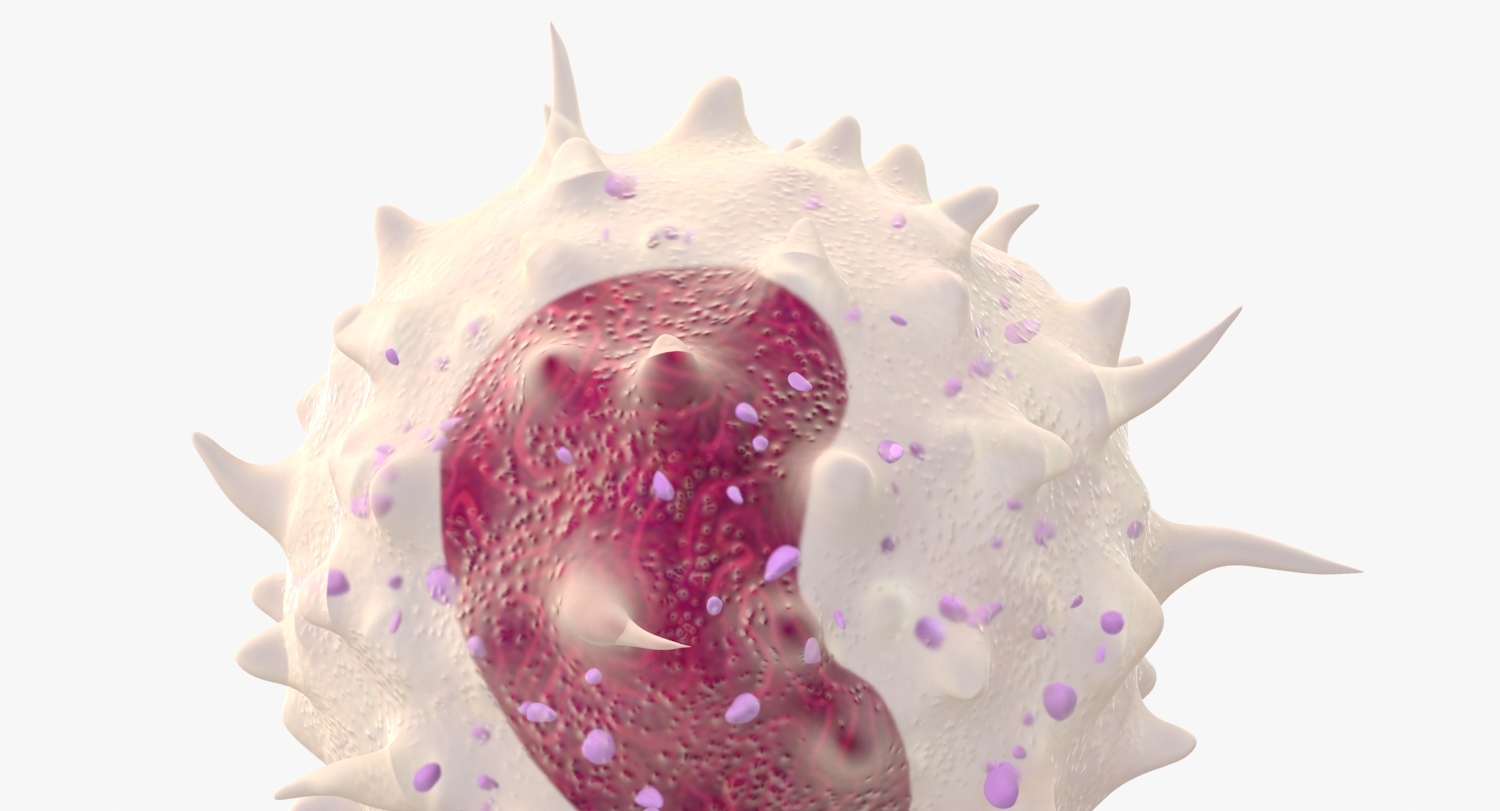 3D white blood cell monocyte - TurboSquid 1325725