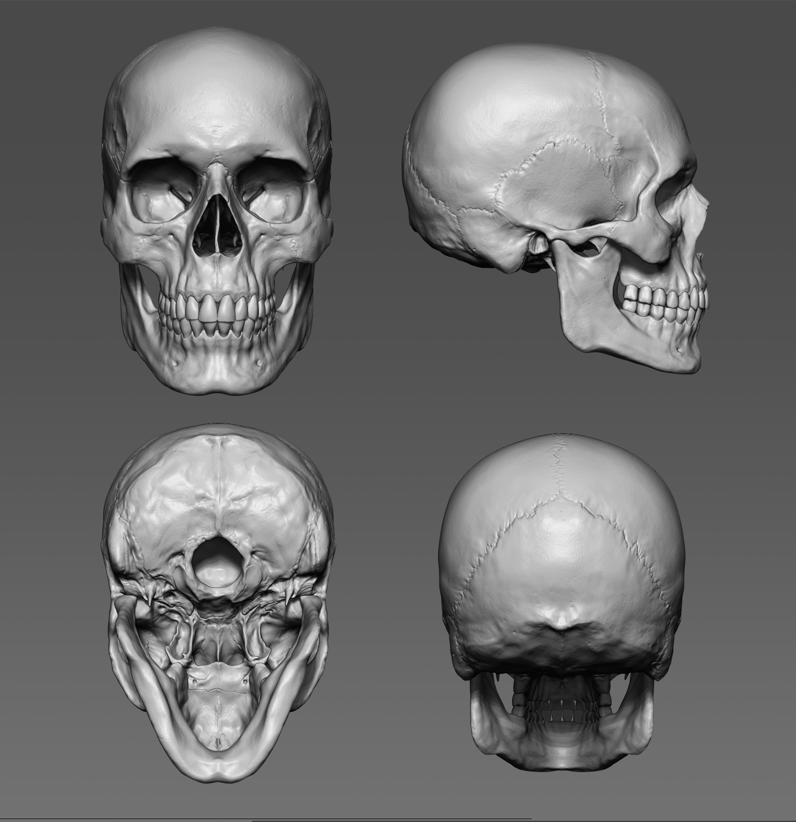 3D sculpted human skull model - TurboSquid 1325988