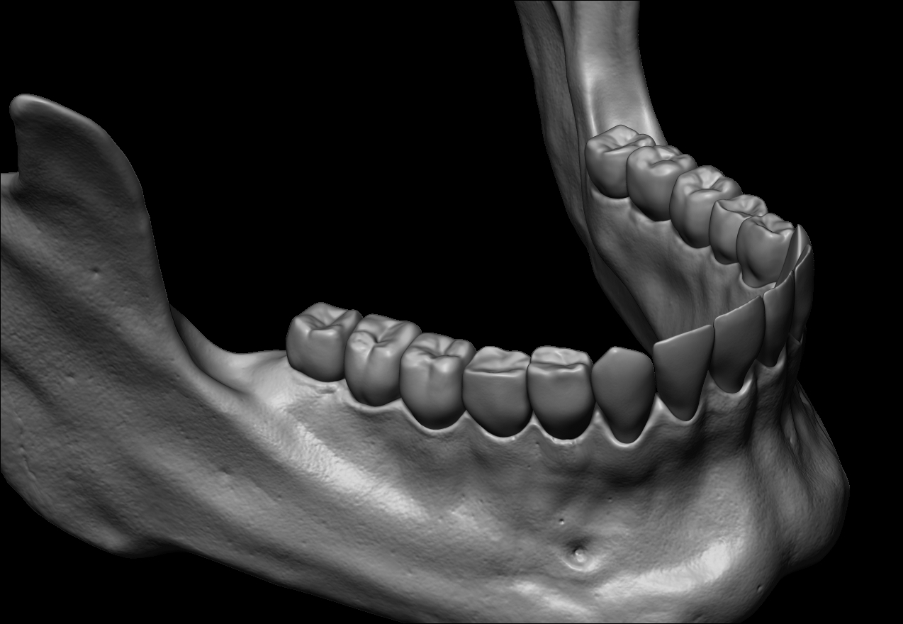 3D sculpted human skull model - TurboSquid 1325988