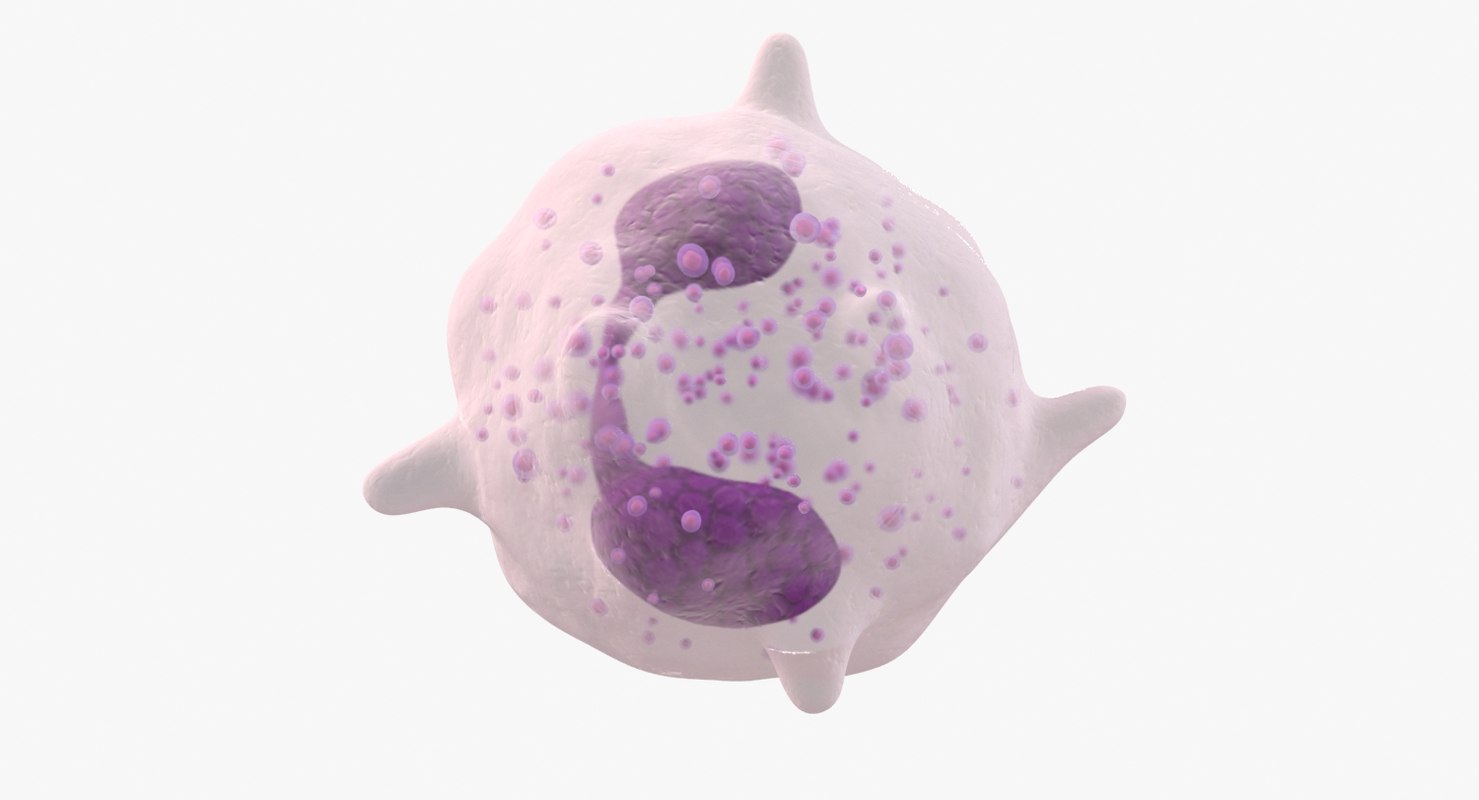 White blood cell eosinophil 3D model - TurboSquid 1326083