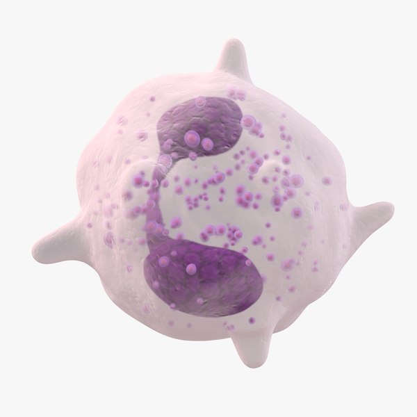 White Blood Cell 3D Models for Download | TurboSquid