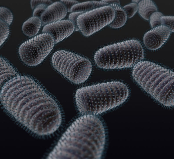 Virus rabies 3D model - TurboSquid 1326203