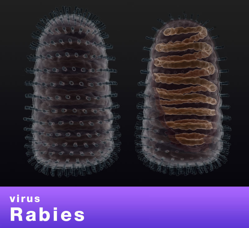 Virus rabies 3D model - TurboSquid 1326203
