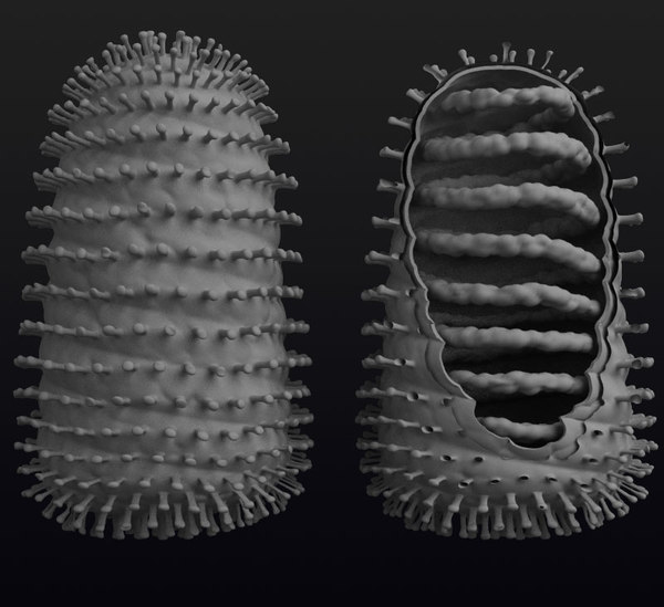 Virus rabies 3D model - TurboSquid 1326203