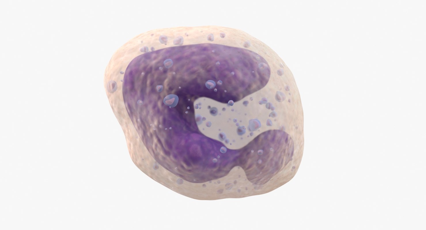 White blood cell basophil 3D model - TurboSquid 1326387