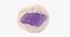 White blood cell basophil 3D model - TurboSquid 1326387