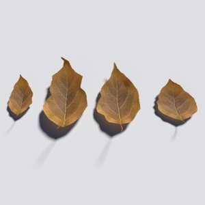 Leaf Blender Models for Download | TurboSquid